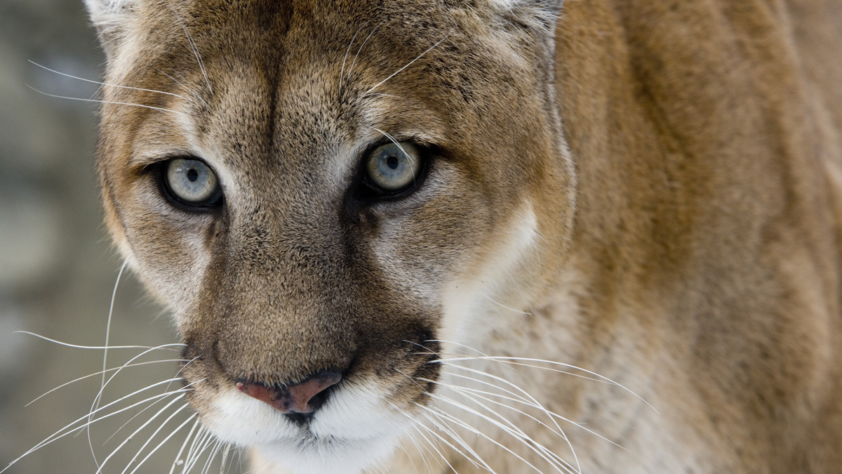 Puma en la zona de Frisco, Little Elm y lago Lewisville – Telemundo Houston