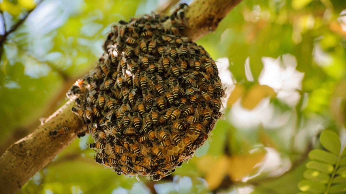 Expertos comparan al "avispón asesino" con las abejas africanas ...
