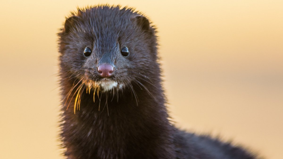 Primera vez en EEUU: visones dan positivos al virus que causa el COVID ...