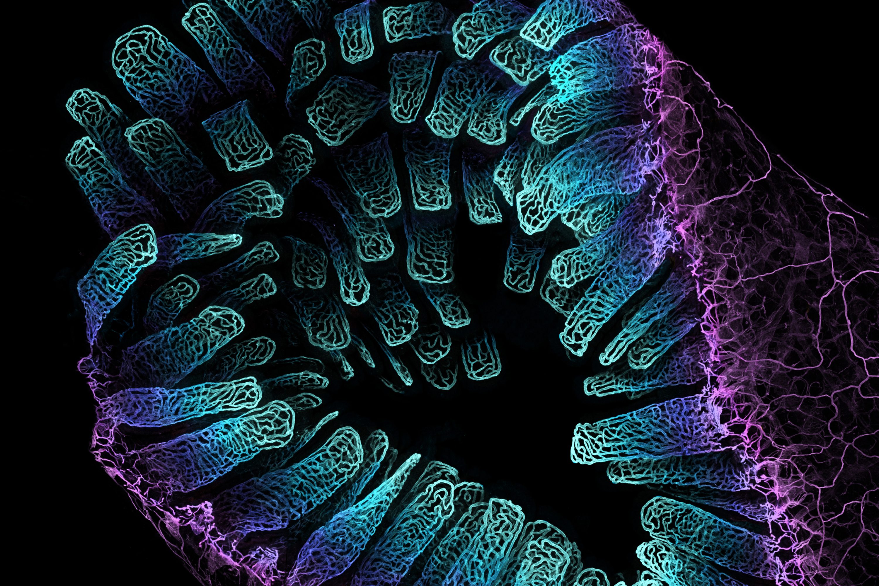 Mira más fotos increíbles desde el lente de un microscopio – Telemundo ...