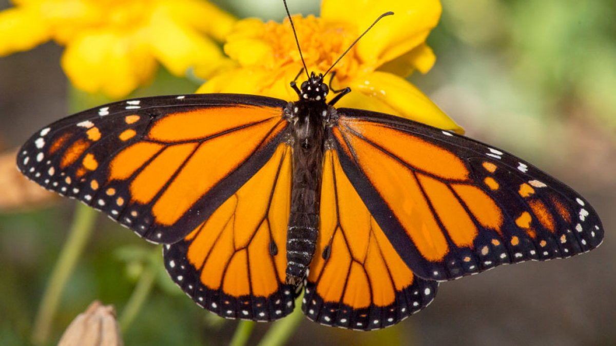 México: la superficie ocupada por la mariposa monarca se reduce en un 22% – Telemundo Houston