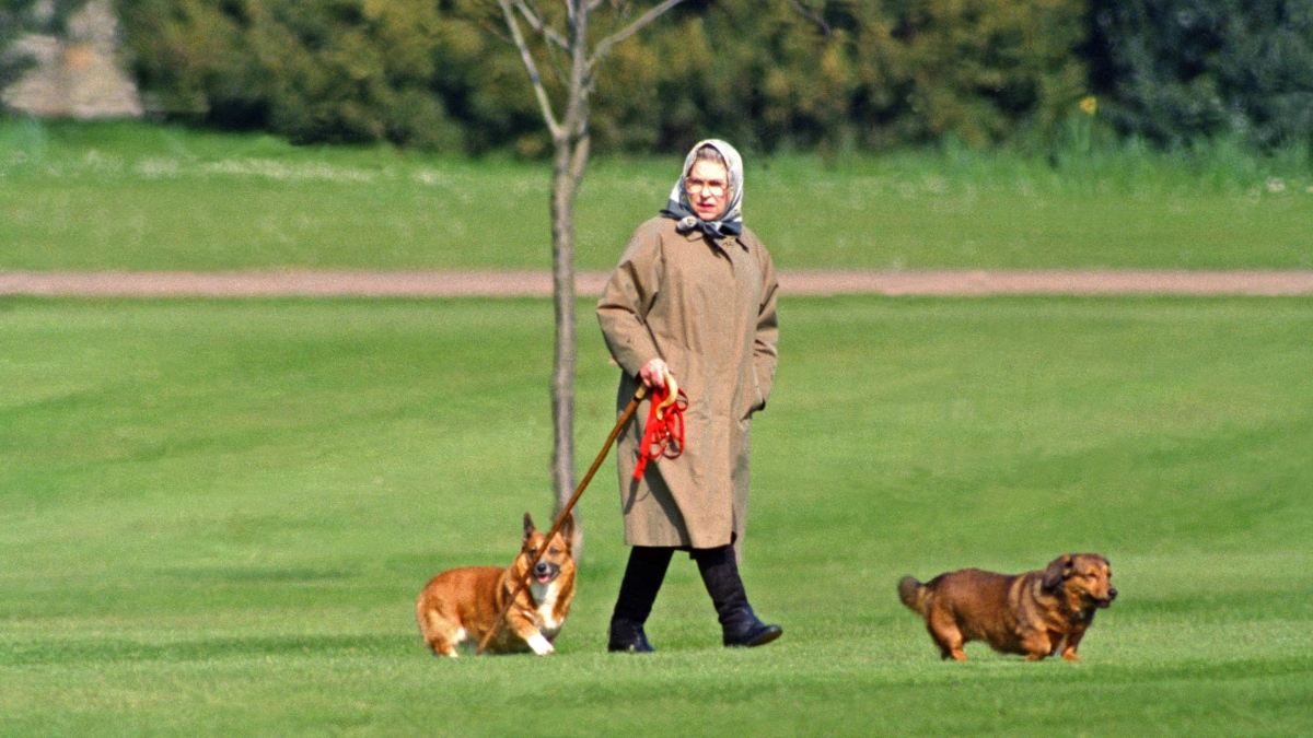 Reina Isabel II y sus corgis, un vínculo apasionado de 9 décadas ...