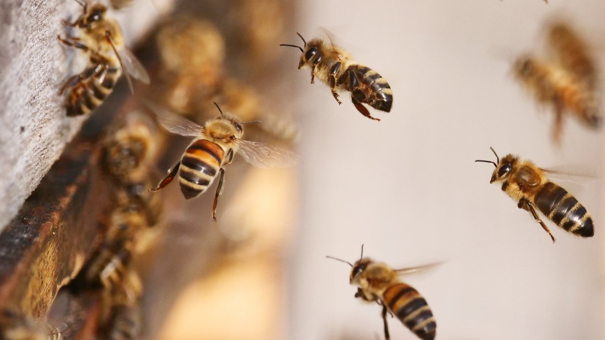 Estados Unidos: hombre muere tras ser picado por abejas y avispas en ...