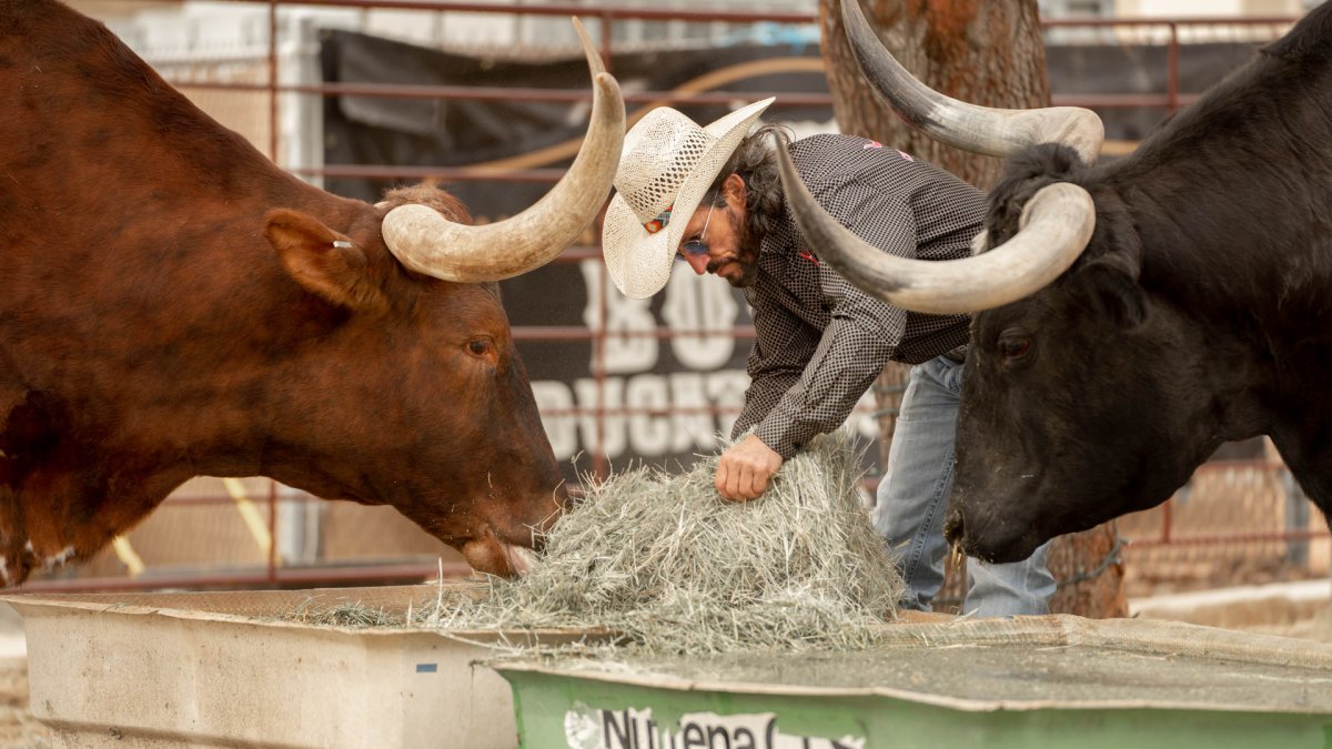Rodeo de Houston cierra temporada con récord de visitantes – Telemundo ...