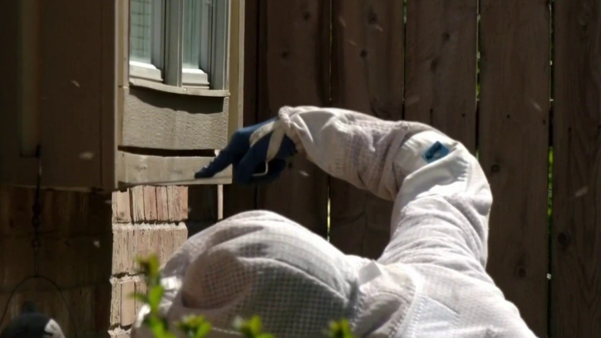 Aumentan los nidos de abejas en la ciudad de Katy – Telemundo Houston