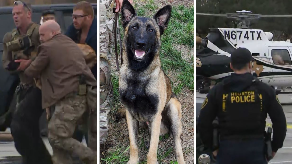 Dan de alta a oficial canino herido de bala en captura de presunto ...