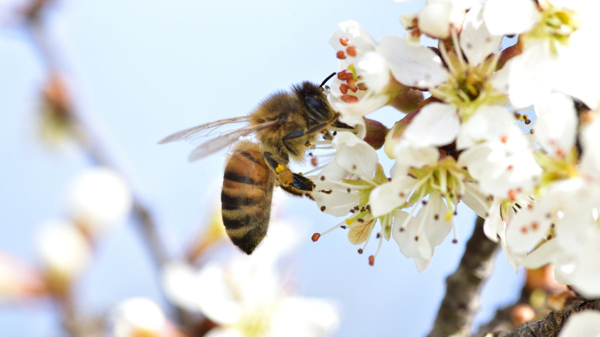 Estudio revela pérdida de colonias de abejas en Estados Unidos ...