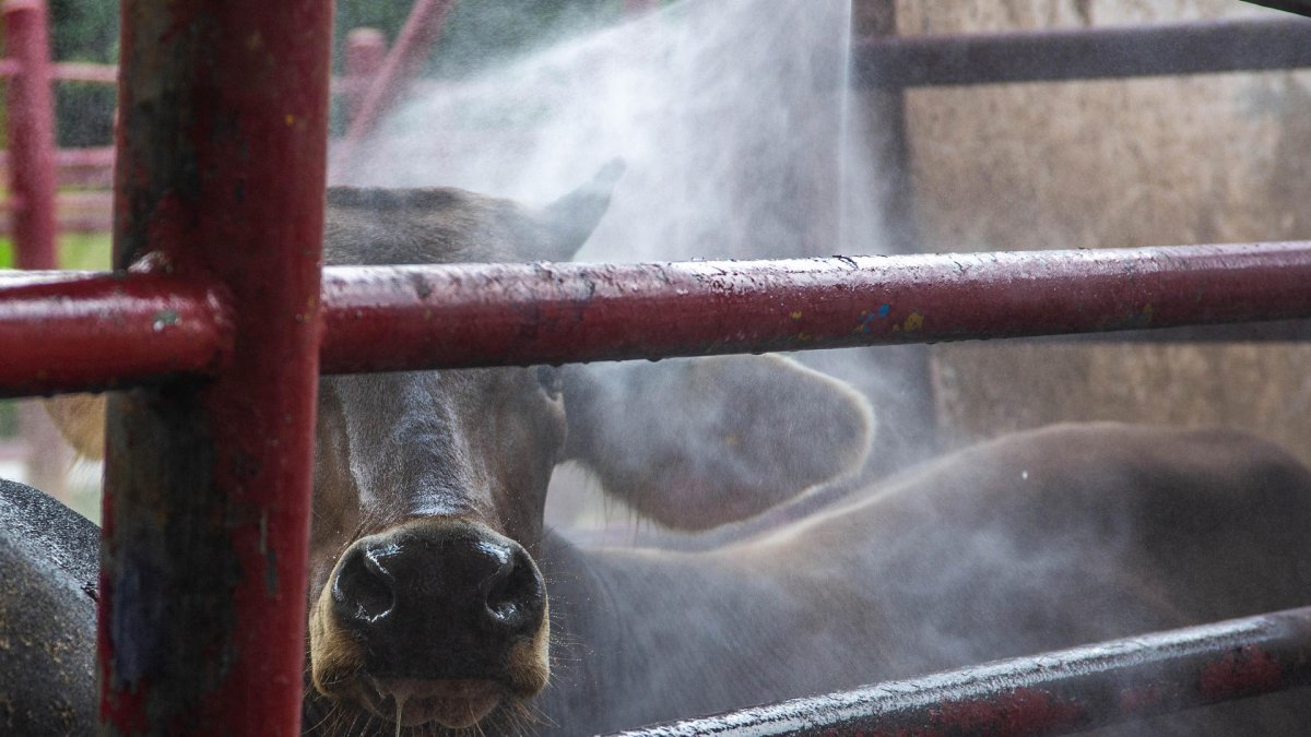 México suspende importación de animales por el gusano barrenador ...